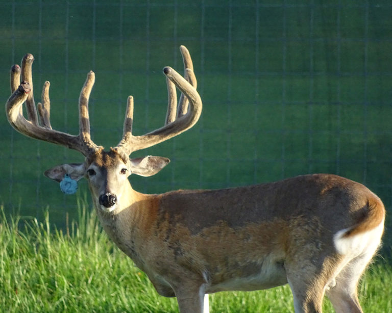 Florida Breeder Bucks For Sale | BDRL Whitetails